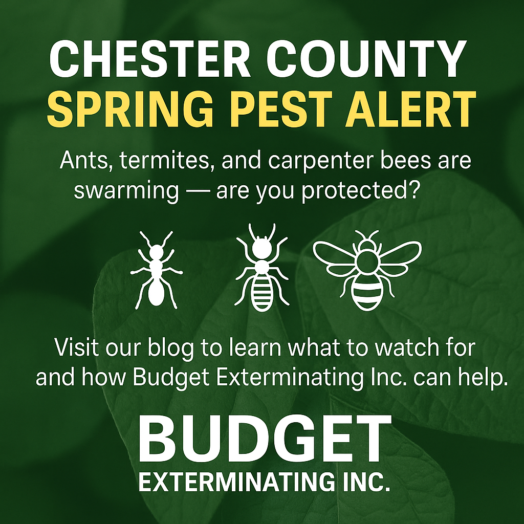 Spring Pest Control in Chester County, PA | Ants, Termites, Bees & More